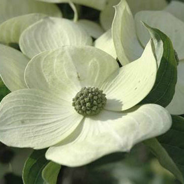 Hyperion® Dogwood – New Blooms Nursery