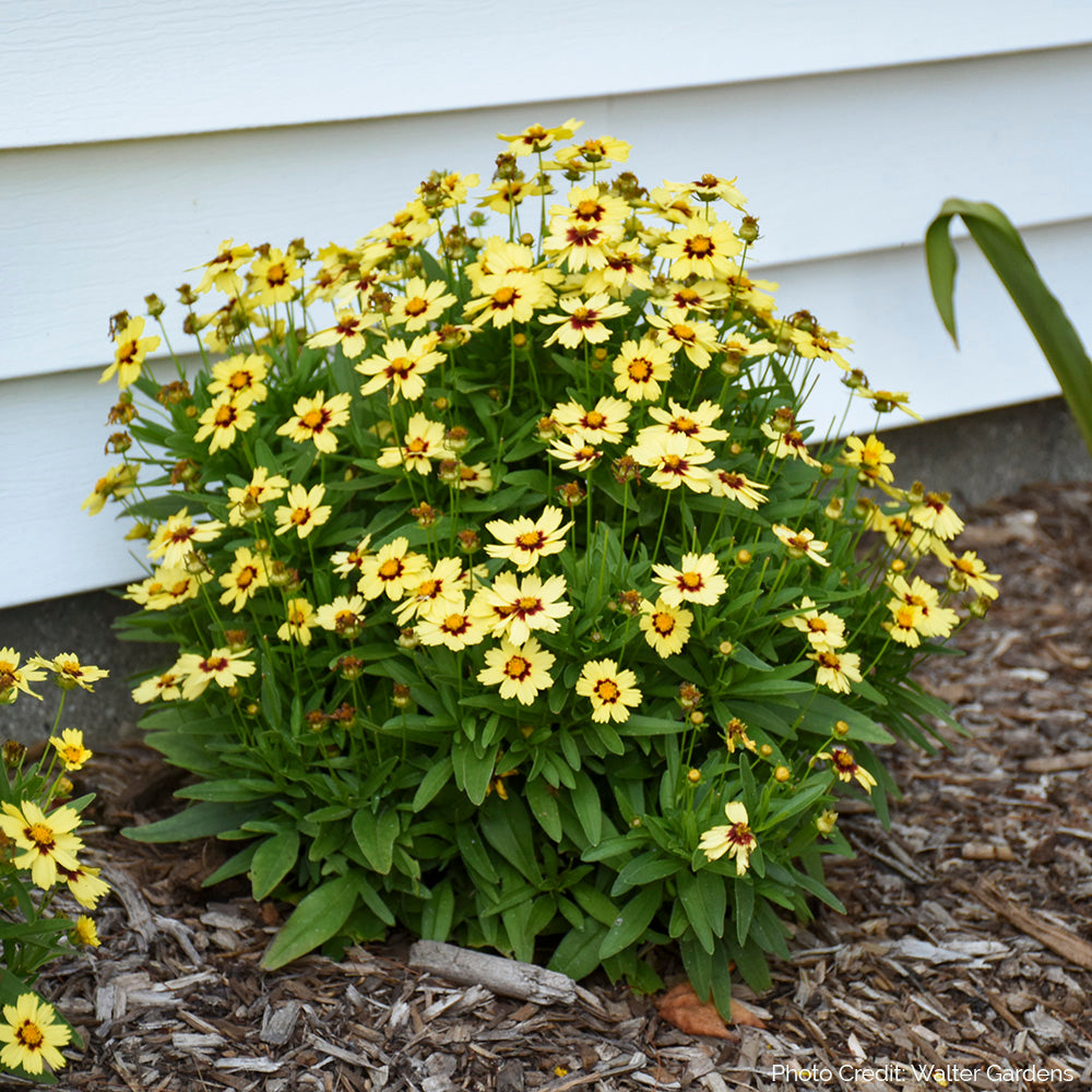 Coreopsis UPTICK™ Cream & Red - Tickseed – New Blooms Nursery