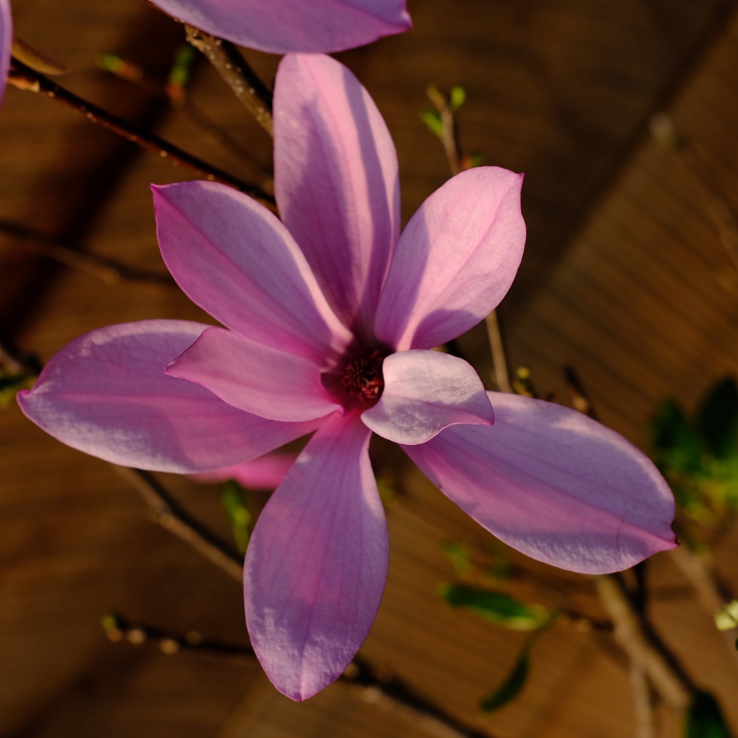 Magnolia Liliiflora Ann Tree – New Blooms Nursery