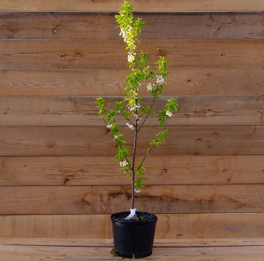 Carolina Silverbell 'Jersey Bell' – New Blooms Nursery