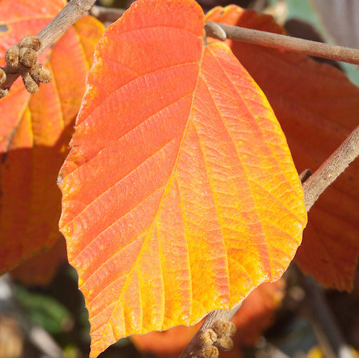 Diane Witch Hazel – New Blooms Nursery