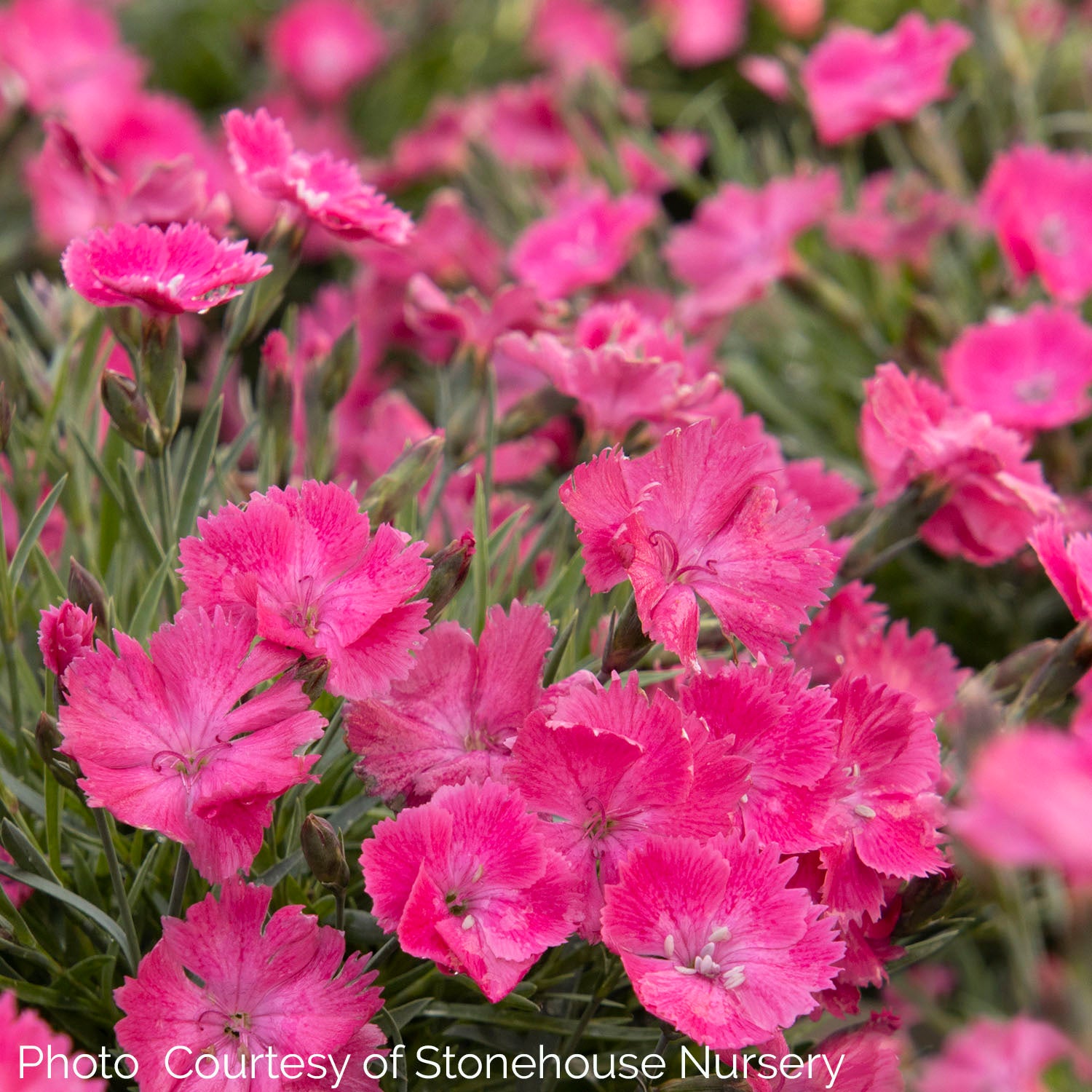 Dianthus Vivid™ Bright Light - Pinks – New Blooms Nursery