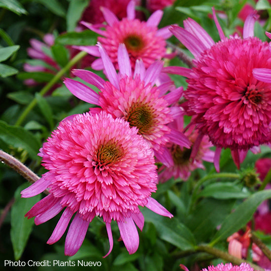 Echinacea 'Mini Belle' - Coneflower – New Blooms Nursery
