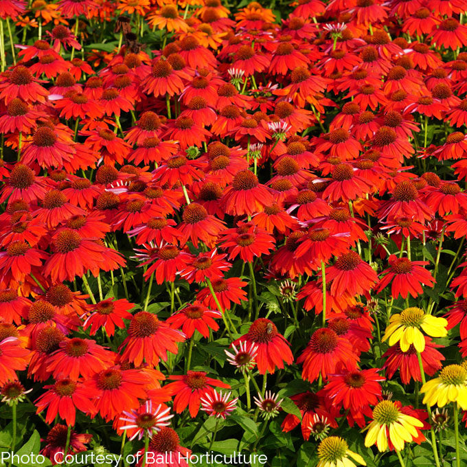Echinacea 'Sombrero Salsa Red' - Coneflower – New Blooms Nursery