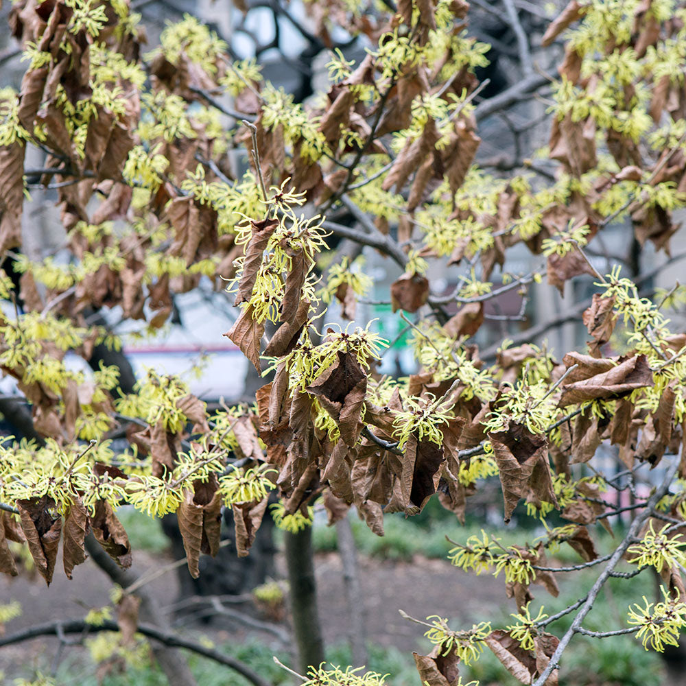 Harvest Moon Witch Hazel – New Blooms Nursery