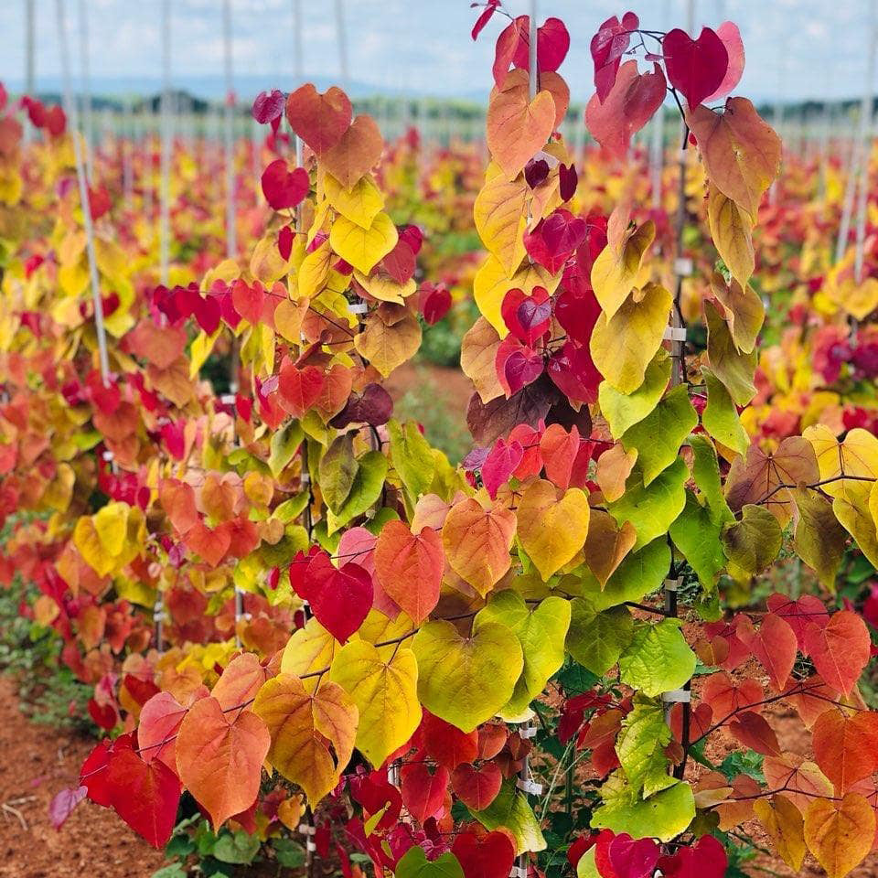 Flame Thrower® Redbud – New Blooms Nursery