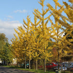 The President Ginkgo Tree – New Blooms Nursery