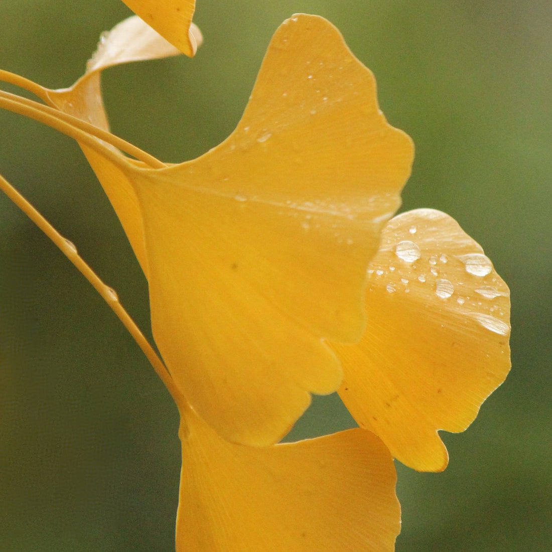 The President Ginkgo Tree – New Blooms Nursery