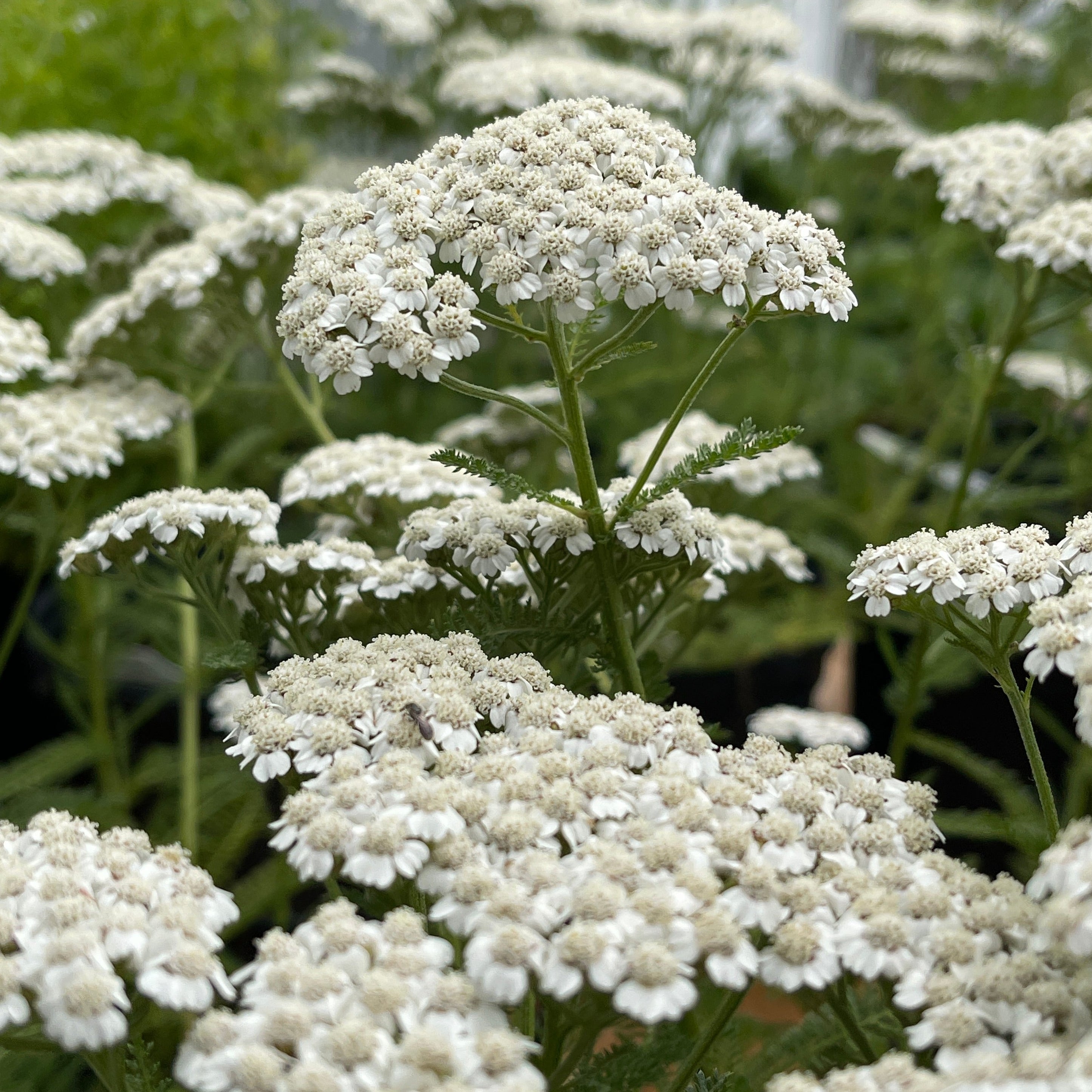 Achillea New Vintage White - Yarrow – New Blooms Nursery