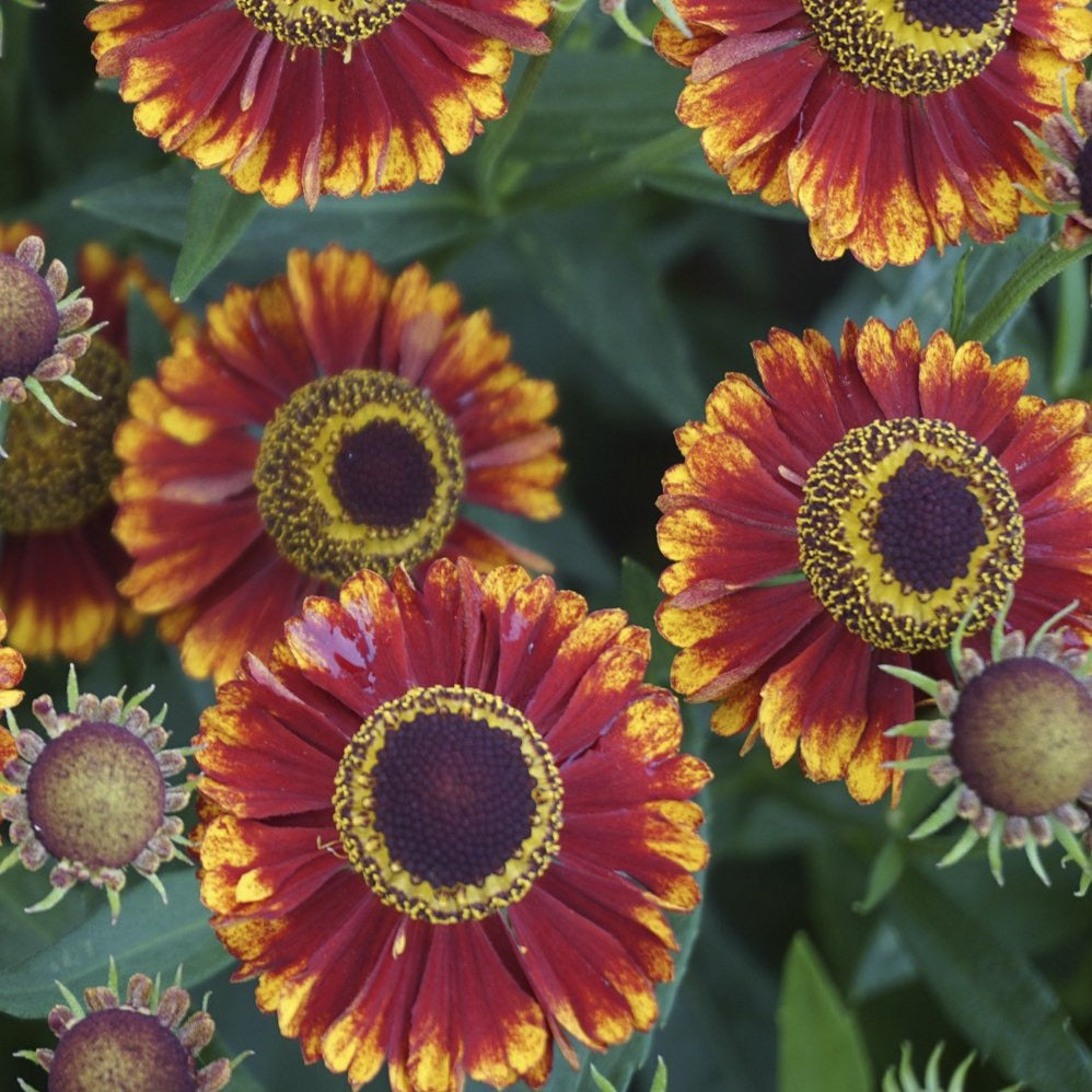 Helenium Mariachi™ 'Bandera' – New Blooms Nursery