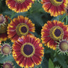 Helenium Mariachi™ 'Bandera' – New Blooms Nursery