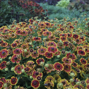 Helenium Mariachi™ 'Bandera' – New Blooms Nursery