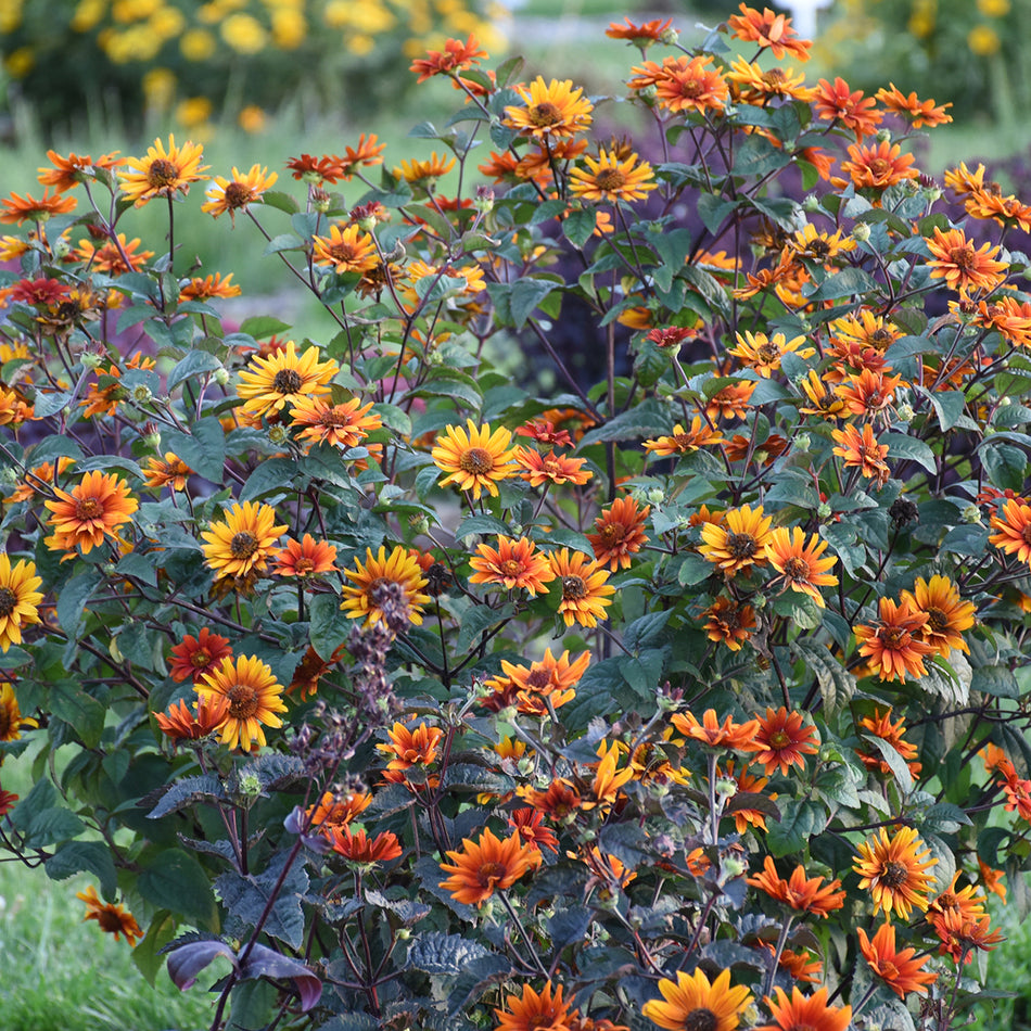 Heliopsis Bleeding Heart – New Blooms Nursery