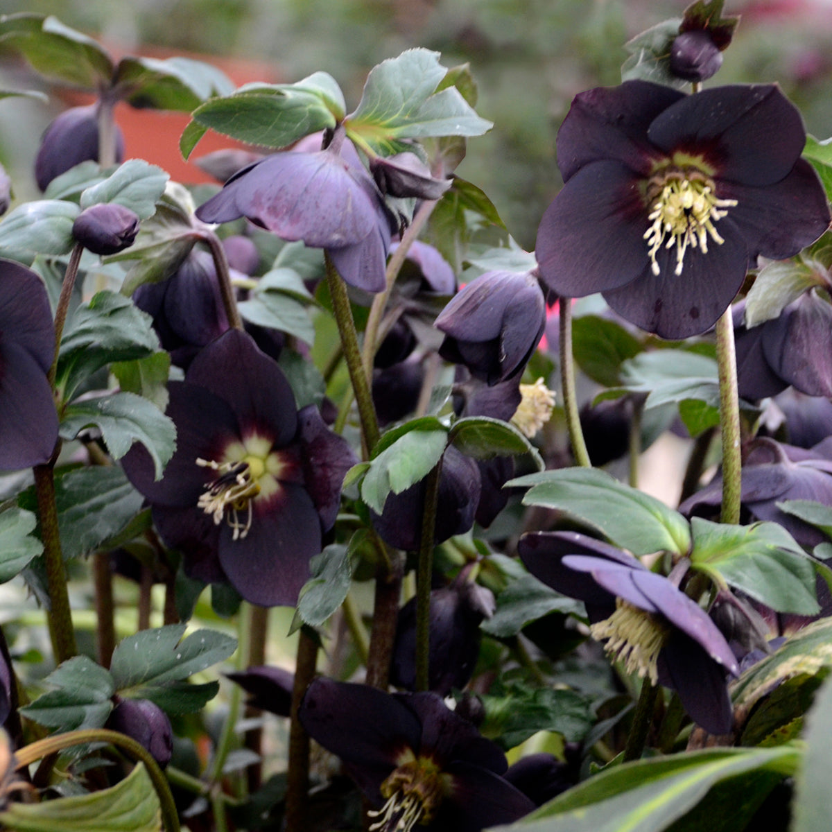 Helleborus HONEYMOON® Series Mix - Lenten Rose – New Blooms Nursery