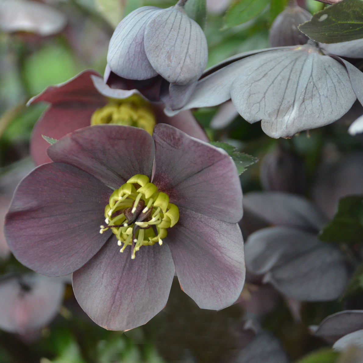 Helleborus HONEYMOON® Series Mix - Lenten Rose – New Blooms Nursery