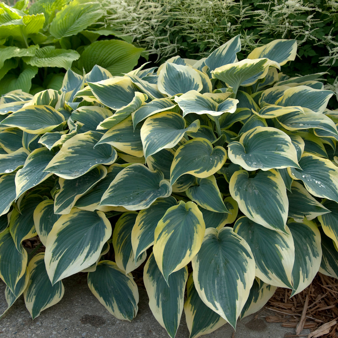 First Frost Hosta – New Blooms Nursery