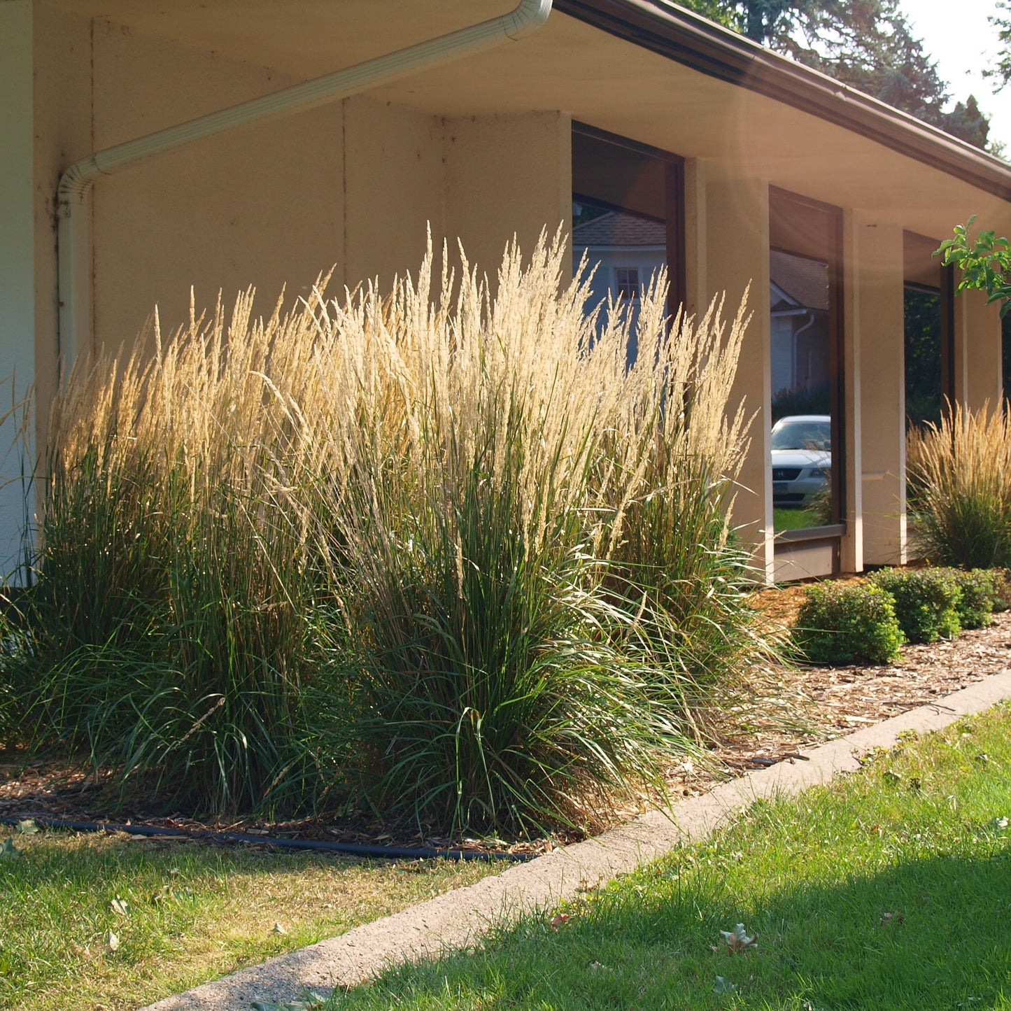 Karl Forester Feather Reed Grass – New Blooms Nursery