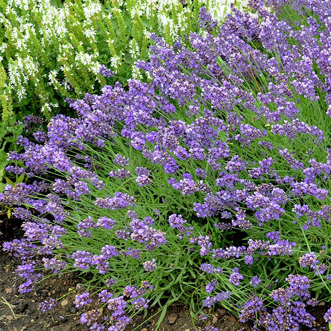 English Lavender - Super Blue – New Blooms Nursery