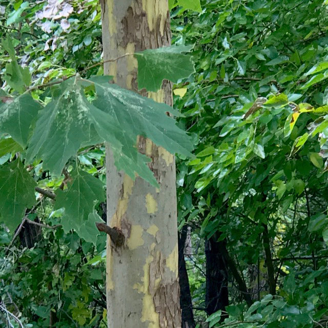 Exclamation!™ London Planetree - Sycamore – New Blooms Nursery