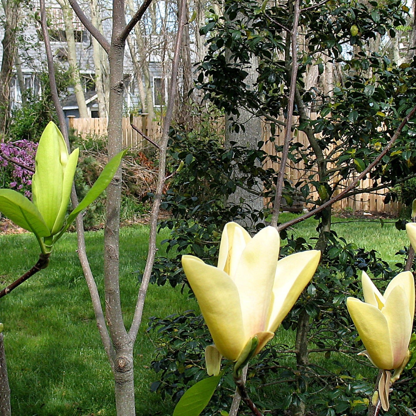 Sunspire Magnolia – New Blooms Nursery