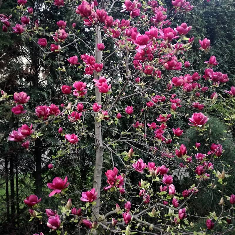Genie Magnolia – New Blooms Nursery