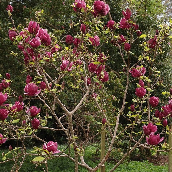 Genie Magnolia – New Blooms Nursery