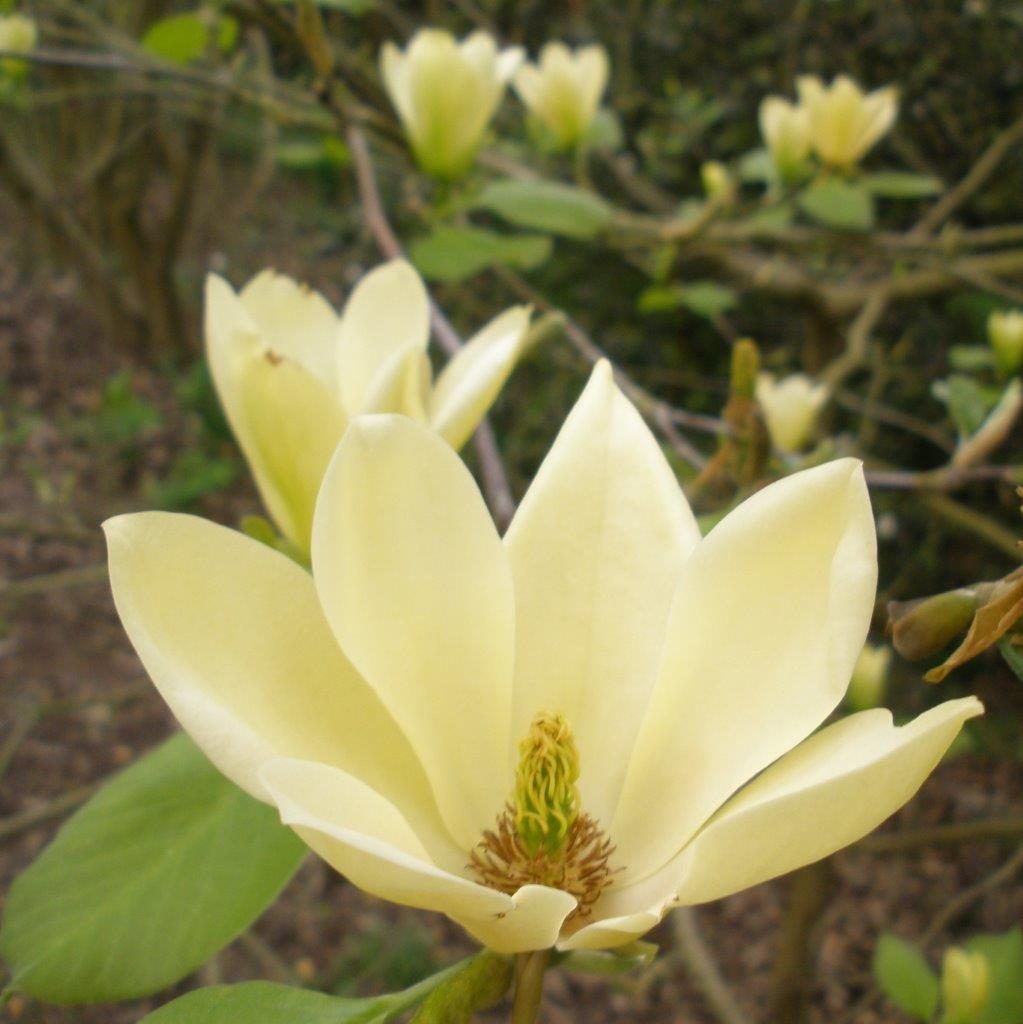 Magnolia x acuminata 'Golden Gift' – New Blooms Nursery