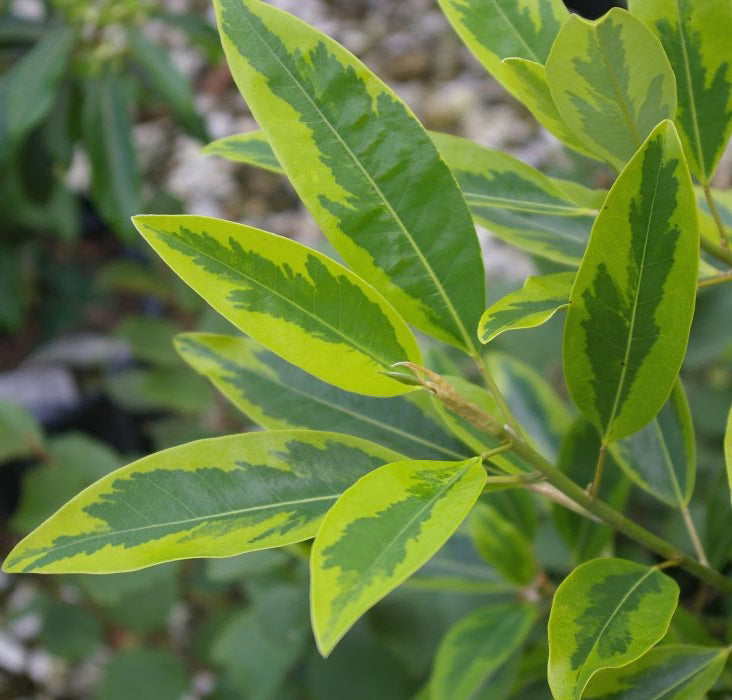 Sweetbay Magnolia 'Mardi Gras' Variegated – New Blooms Nursery