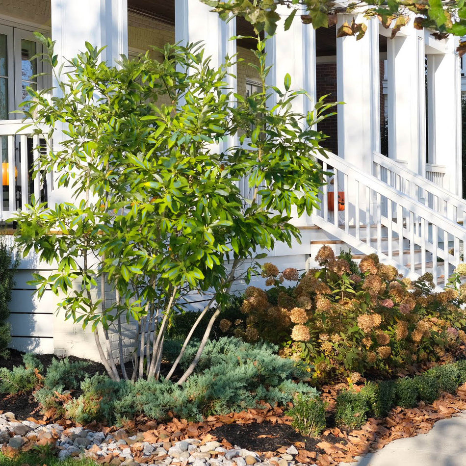 Sweetbay Magnolia 'Mardi Gras' Variegated – New Blooms Nursery