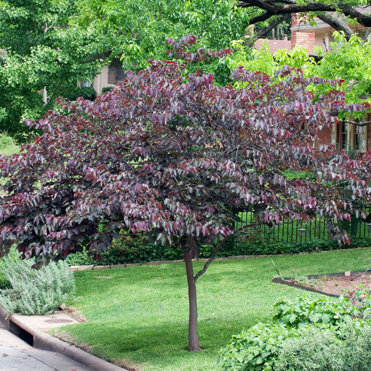 Merlot Redbud - Cercis x 'Merlot' – New Blooms Nursery