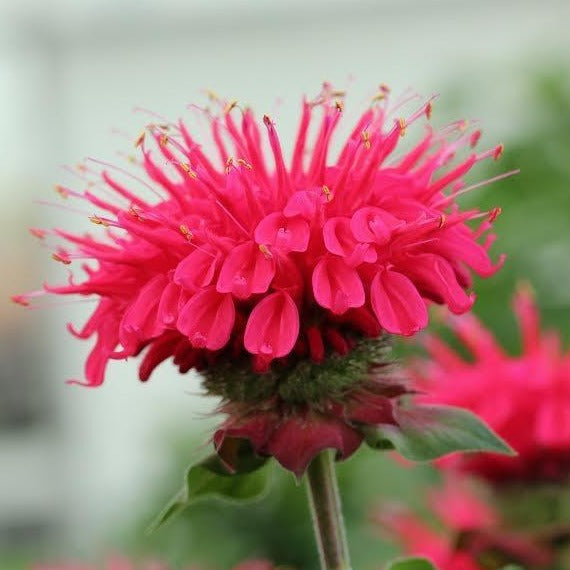Monarda 'Bee-Happy'® - Bee Balm – New Blooms Nursery