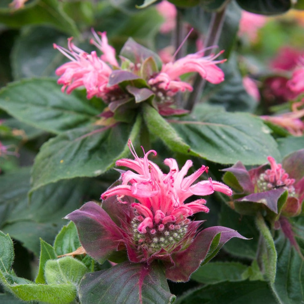 Monarda Bee-You Bee Lieve - Bee Balm – New Blooms Nursery