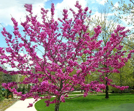 Oklahoma Redbud – New Blooms Nursery