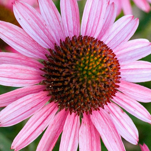 Echinacea 'Pixie Meadowbrite' - Coneflower – New Blooms Nursery