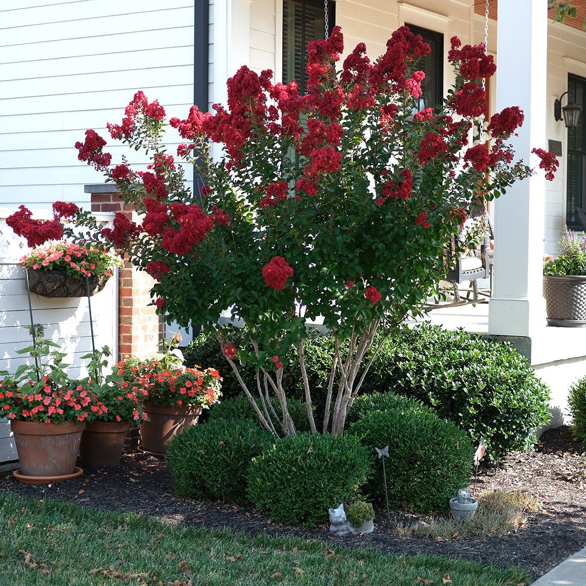 Red Rocket Crape Myrtle – New Blooms Nursery