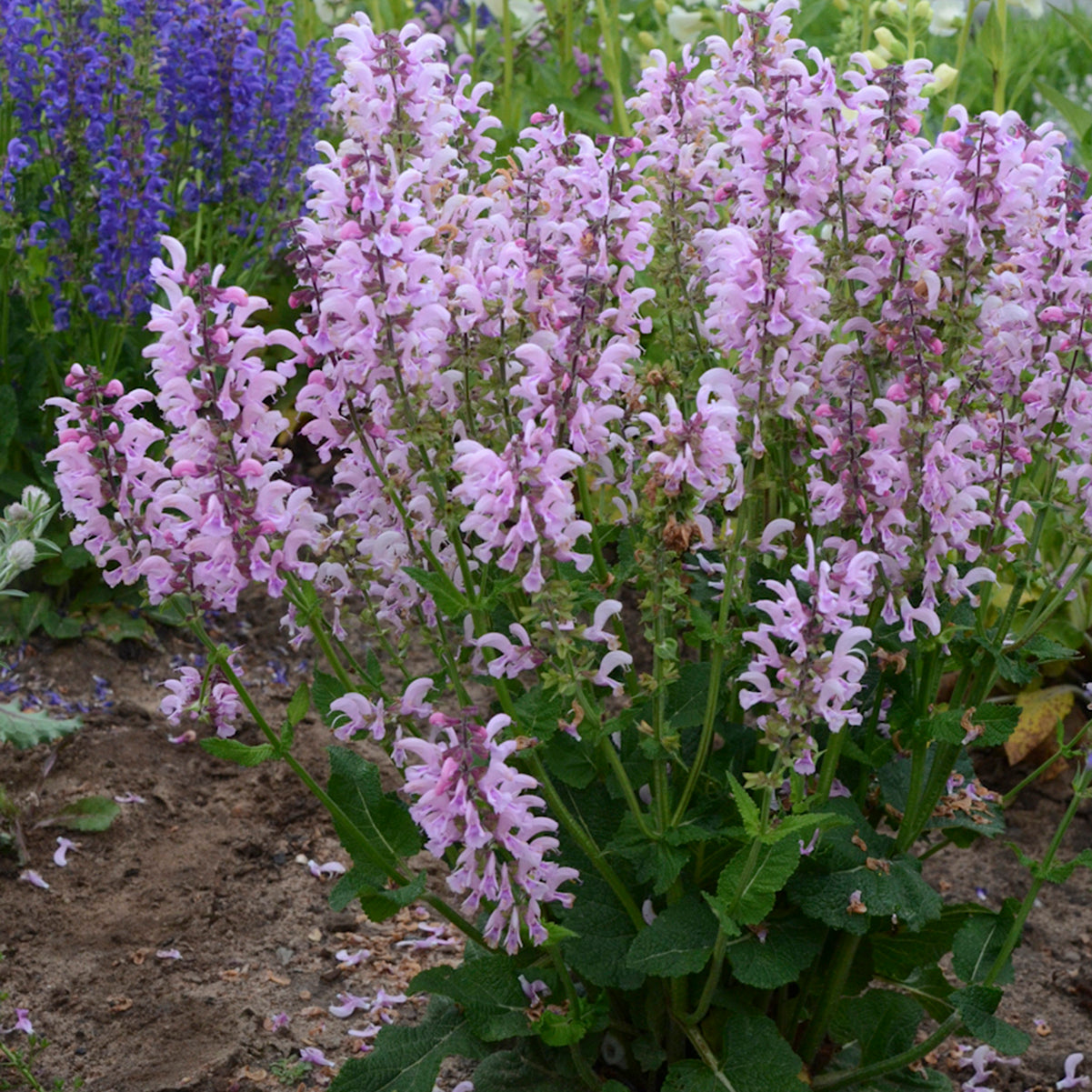 Salvia 'Ballerina Pink' FASHIONISTA® – New Blooms Nursery