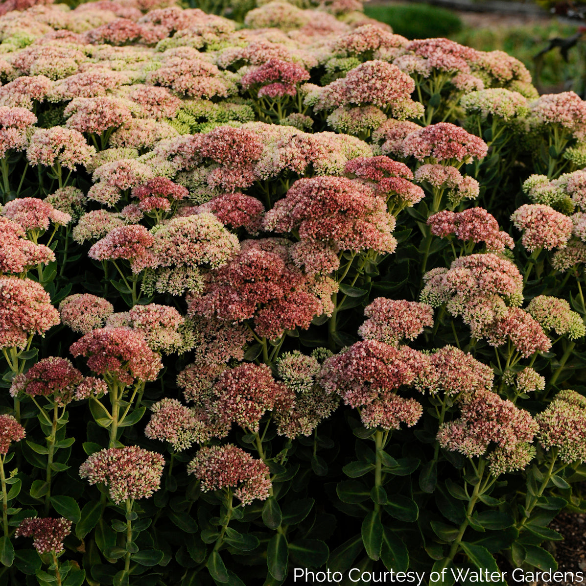 Sedum 'Autumn Fire' - Autumn Stonecop – New Blooms Nursery