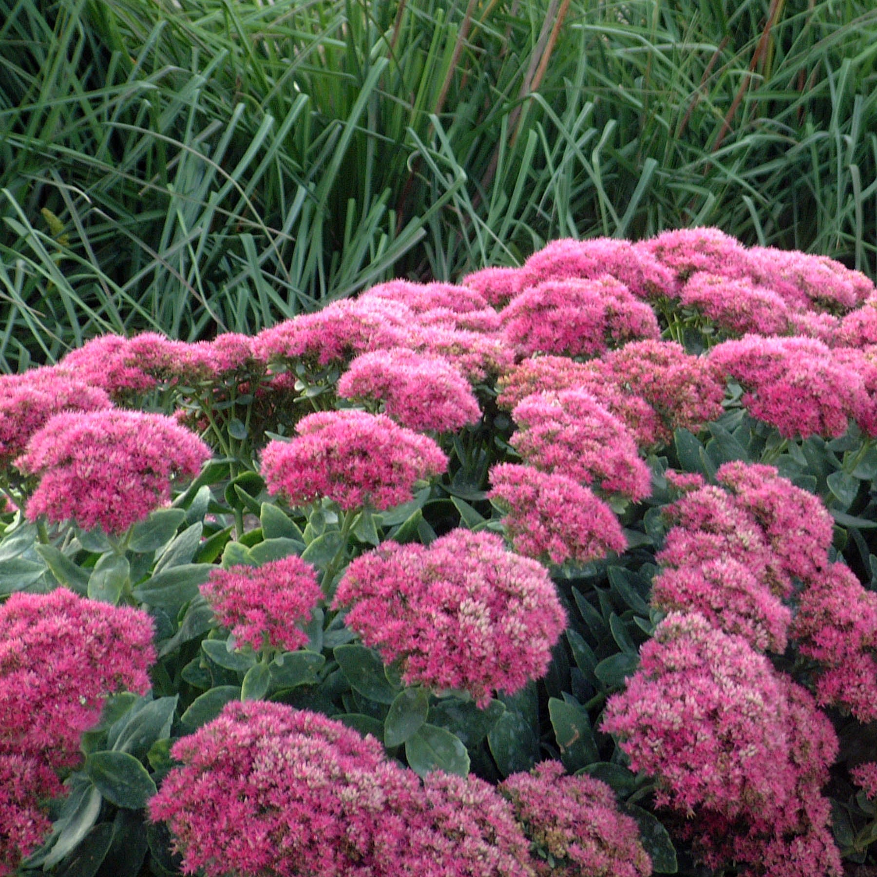 Sedum Spectabile Neon – New Blooms Nursery