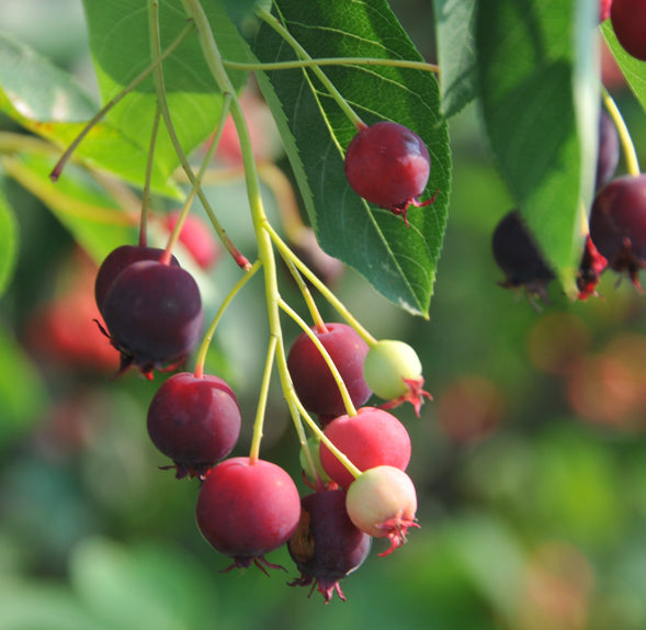 Autumn Brilliance Serviceberry - Single Trunk – New Blooms Nursery