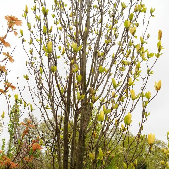Sunspire Magnolia – New Blooms Nursery