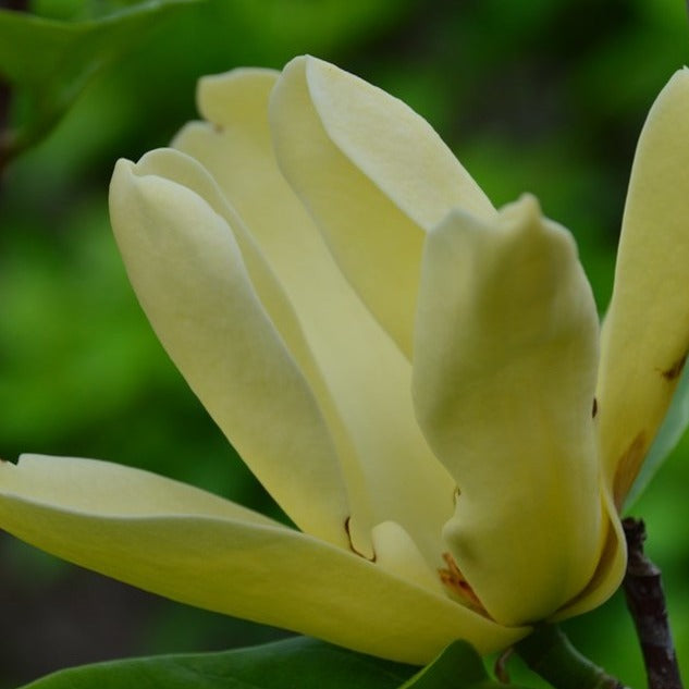 Sunspire Magnolia – New Blooms Nursery
