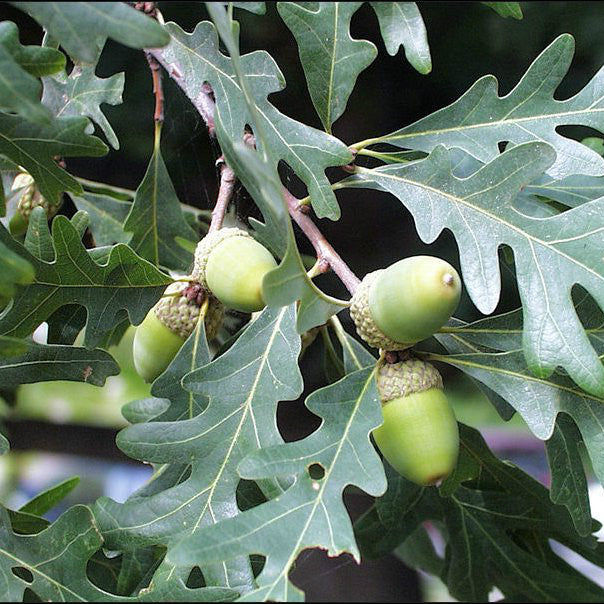 White Oak Tree – New Blooms Nursery