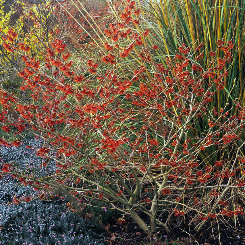 Diane Witch Hazel – New Blooms Nursery