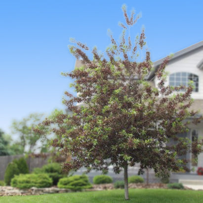 Red Cherry Tree Leaves