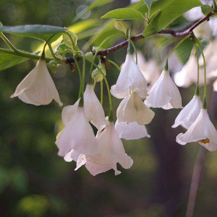 Carolina Silverbell In The Flowers Carolina Silverbell Seed