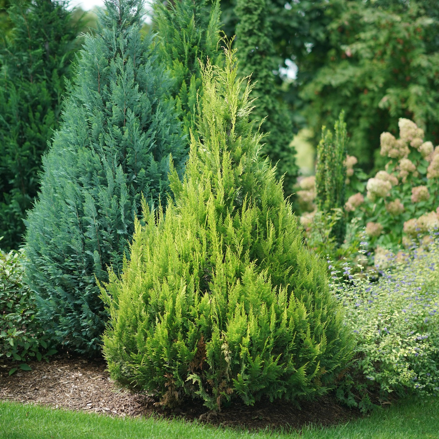 Pinpoint® Gold False Cypress – New Blooms Nursery
