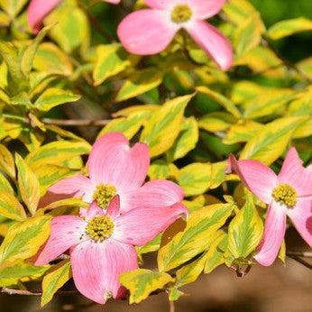 Cherokee Sunset Flowering Dogwood – New Blooms Nursery