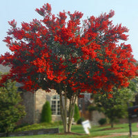 Red Rocket Crape Myrtle – New Blooms Nursery