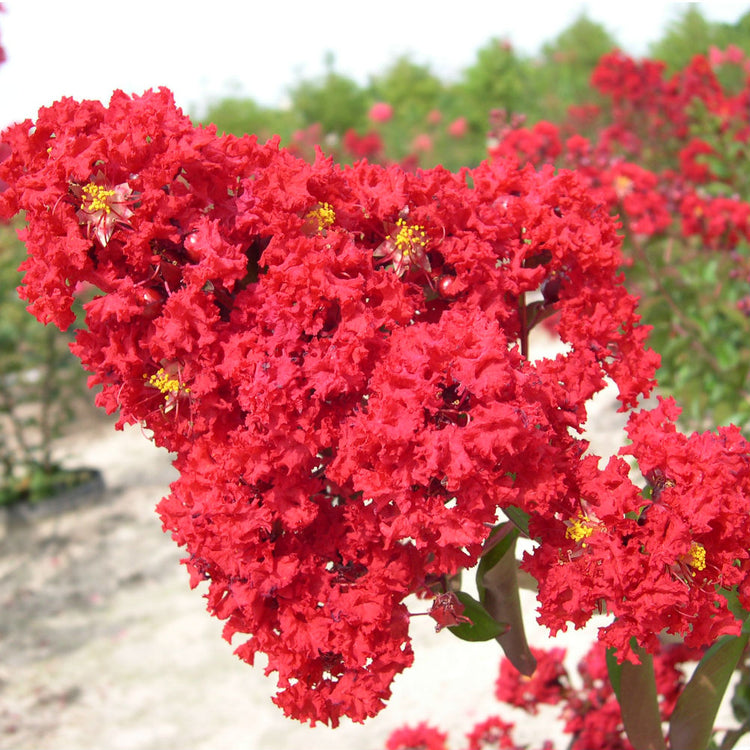 Red Rocket Crape Myrtle – New Blooms Nursery