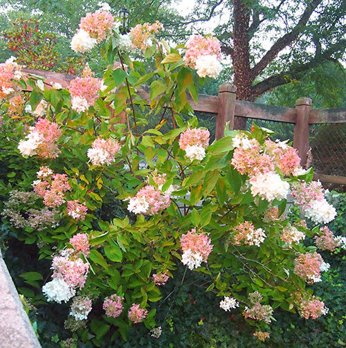 Peegee Hydrangea Tree